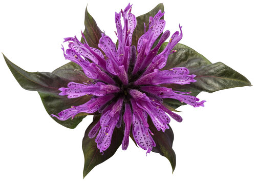 monarda_leading_lady_amethyst_macro_03.jpg | Proven Winners