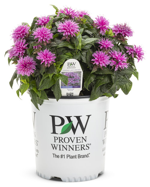 monarda_leading_lady_orchid_2-gal.jpg | Proven Winners