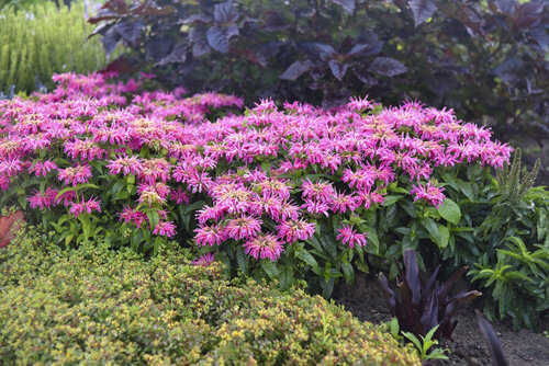 monarda_leading_lady_pink_apj22_2.jpg | Proven Winners