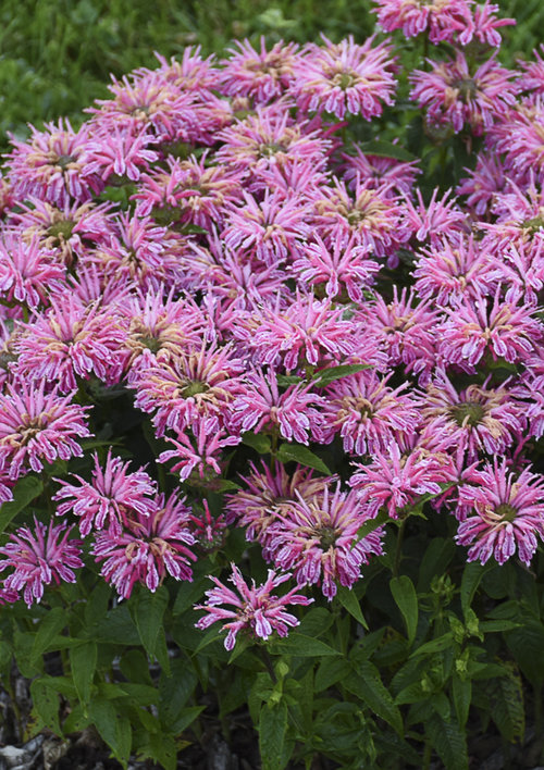 monarda_leading_lady_pink_cjw18_5.jpg | Proven Winners