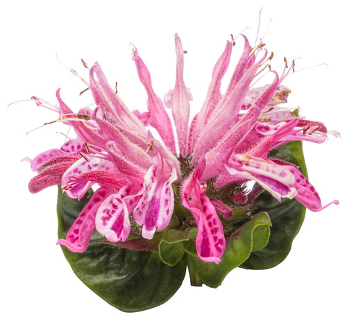 monarda_leading_lady_pink_macro_01.jpg | Proven Winners