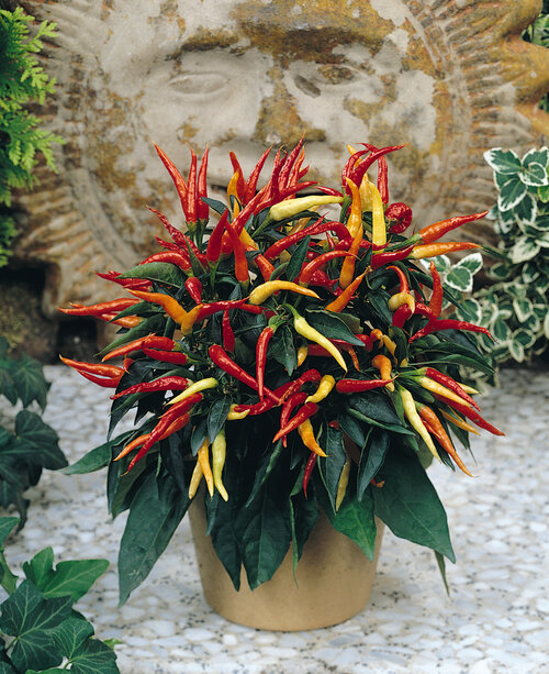 ornamental_pepper_medusa_container_30787.jpg | Proven Winners