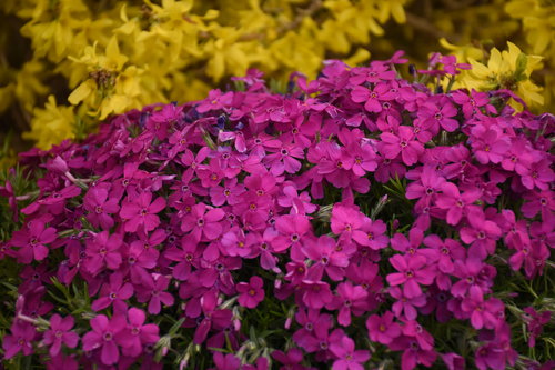 phlox_majestic_magenta_cjw20_3.jpg | Proven Winners