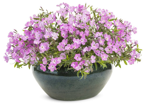 phlox_rose_sprite.jpg | Proven Winners
