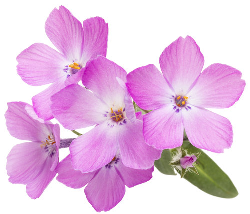 phlox_rose_sprite_05.jpg | Proven Winners
