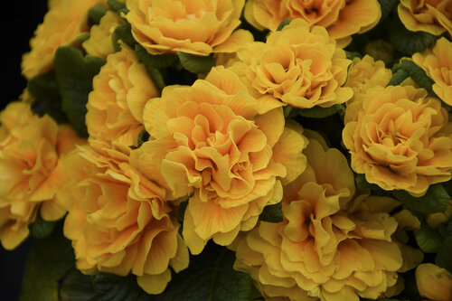 primula_bouquet_perfect_mandarin_apj18_2.jpg | Proven Winners
