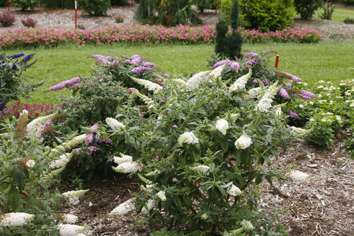 pugster_white_buddleia_habit.jpg | Proven Winners