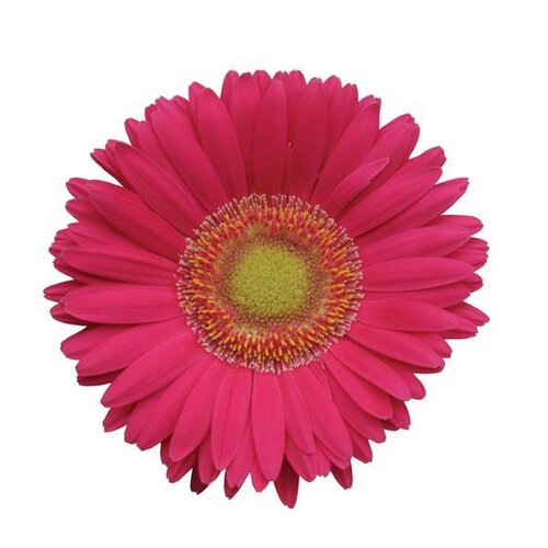 revolution_bright_rose_with_light_eye.jpg | Proven Winners
