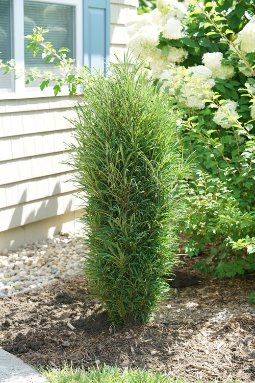 rhamnus_fine_line_improved_dsc08332.jpg | Proven Winners