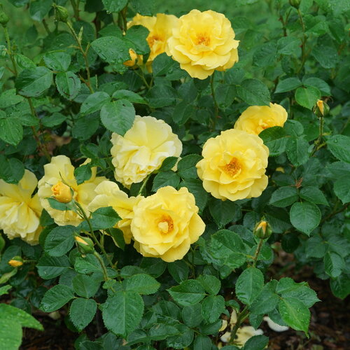 rosa_reminiscent_yellow_1.jpg | Proven Winners