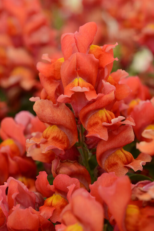 snapdragon_snapshot_orange_bloom_40622.jpg | Proven Winners