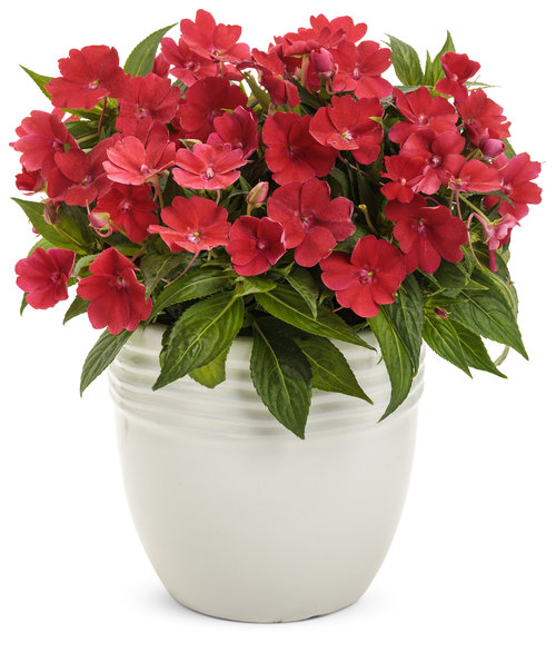 sunpatiens_compact_fire_red.jpg | Proven Winners