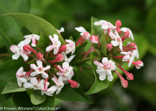 sweet_emotion_abelia-1-4.jpg | Proven Winners