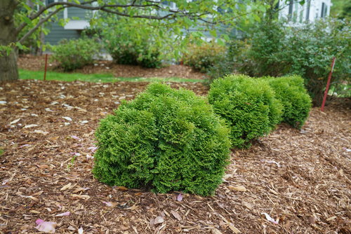 tiny_tot_arborvitae_1.jpg | Proven Winners