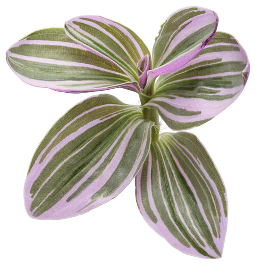 Take A Look About Feeling Flirty Tradescantia
