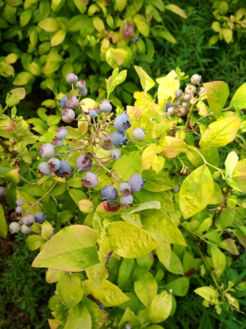 vaccinium_sky_dew_gold_3.jpg | Proven Winners
