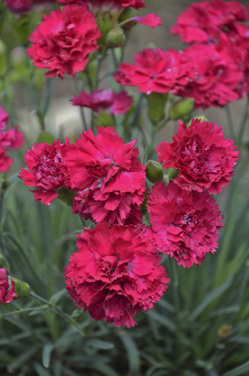 waltersgardens-hi24923-dianthus-fruit-punch-reg-cranberry-cocktailppaf ...