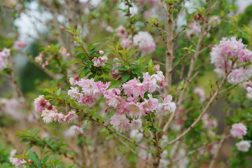 zuzu_flowering_cherry_1.jpg | Proven Winners