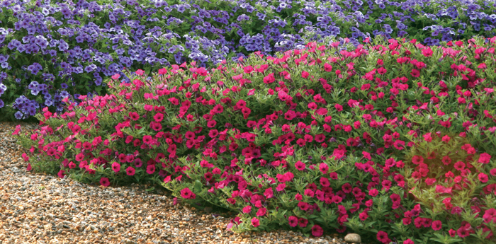 Supertunia® - What's the Difference? | Proven Winners