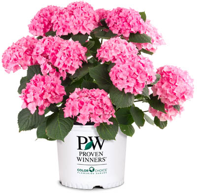 Pre-Budded Hydrangeas | Proven Winners